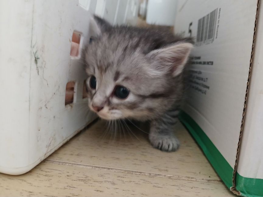 Котята