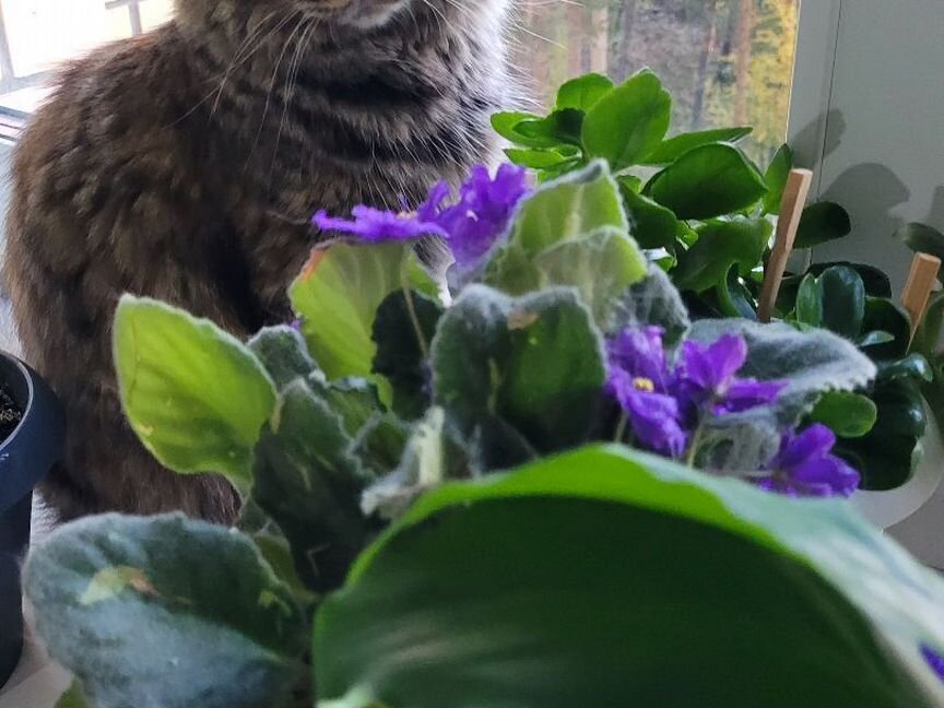 Кошка