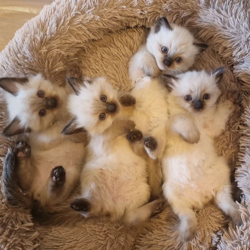 Невский маскарадный котёнок