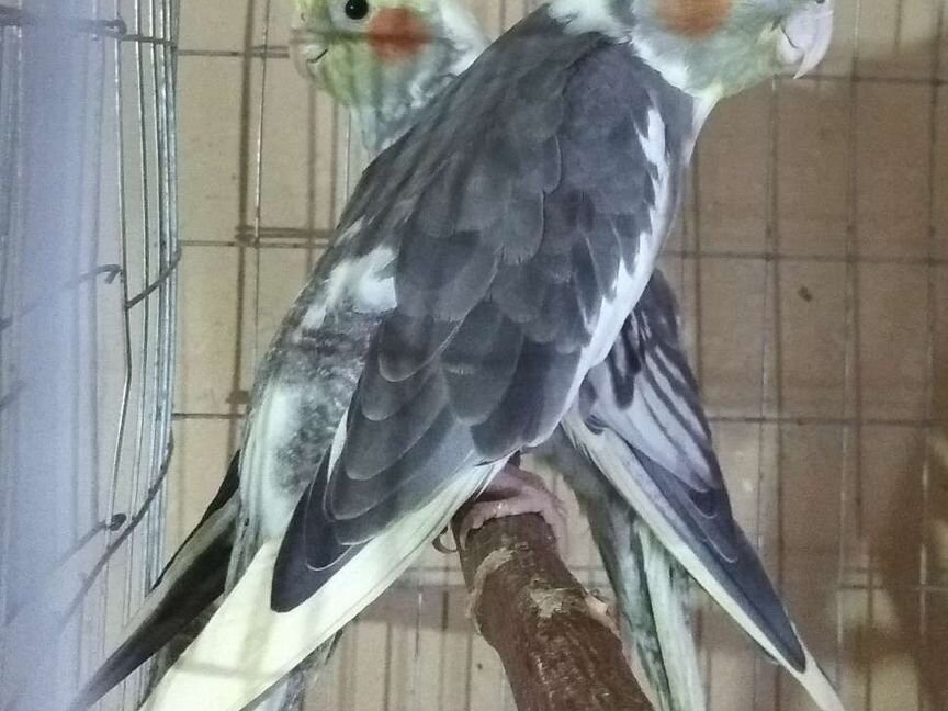 Корелла самцы