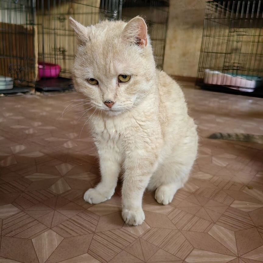 Старичок уже не ждёт, он просто доживает эту жизнь