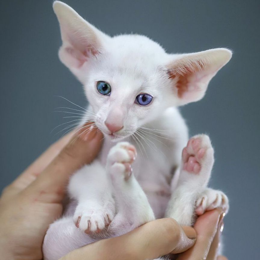 Ориентальная