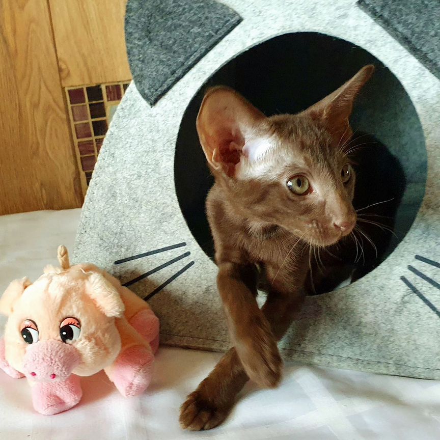 Ориентальный котёнок