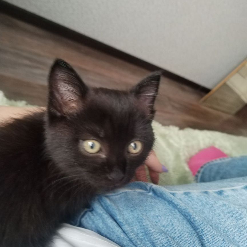 Шотландский котенок мальчик в добрые руки