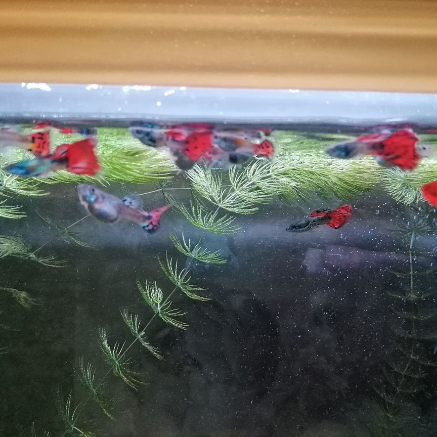 Продам мальков гуппи