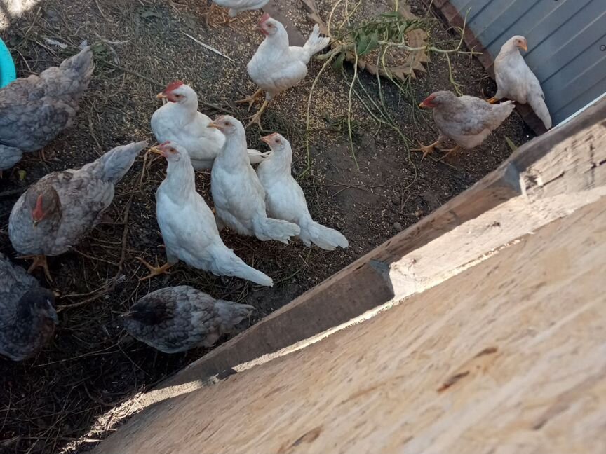 Куры молодки домашние