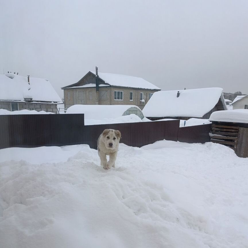 Среднеазиатская овчарка