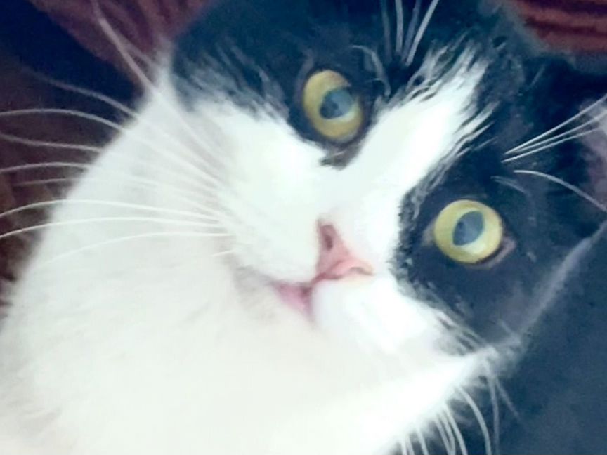 Кошка Катюша в добрые руки