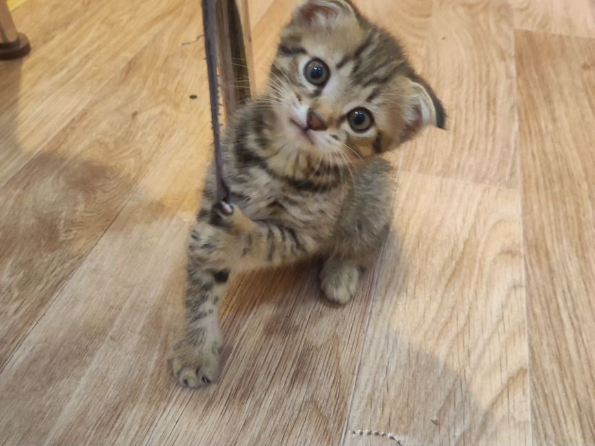 Отдам котенка в добрые руки