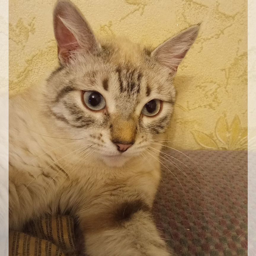 Кошка в дар