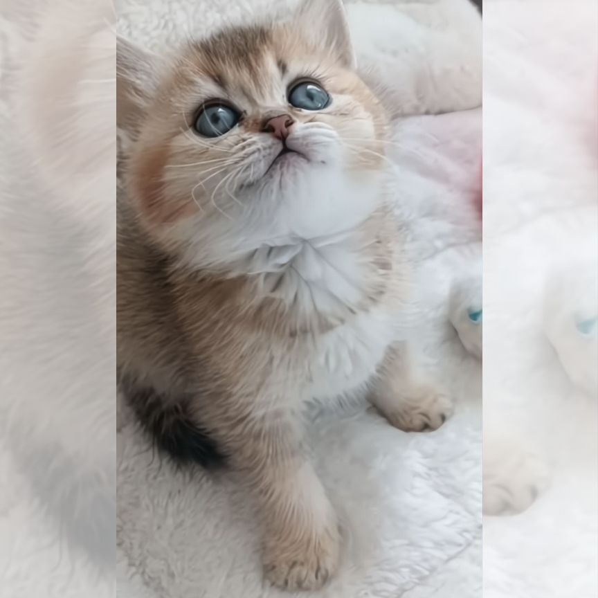 Британский короткошёрстный котёнок