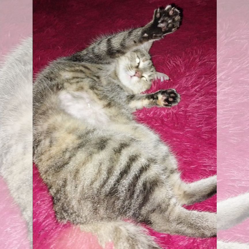 Кошечка-молода