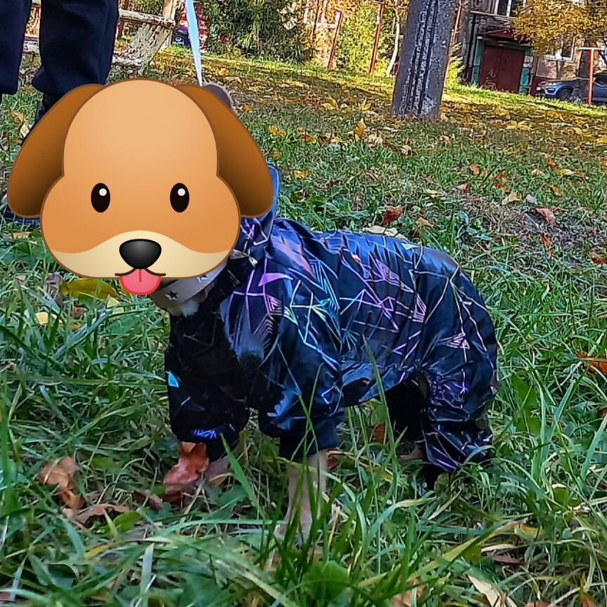 Комбинезон для собаки