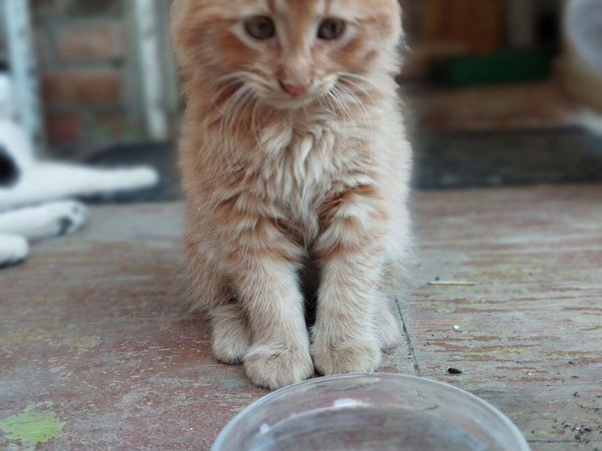 Рыжий котенок мальчик