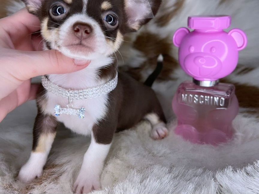 Чихуахуа мини девочка