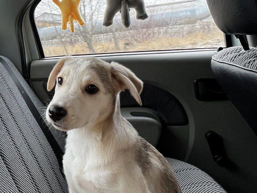 Щенок хаски бесплатно