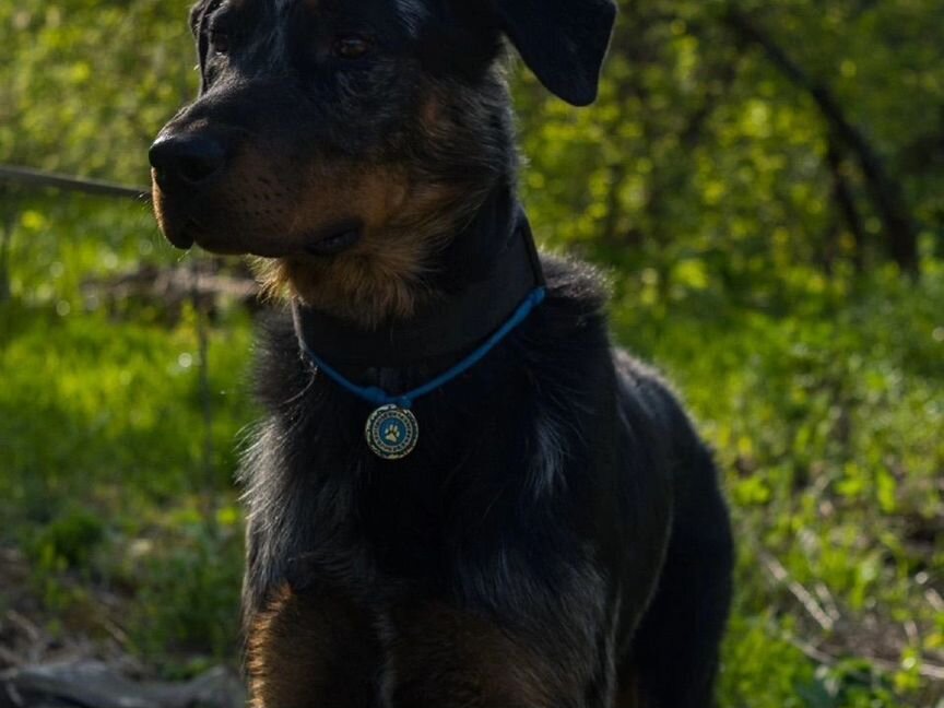 Французская овчарка