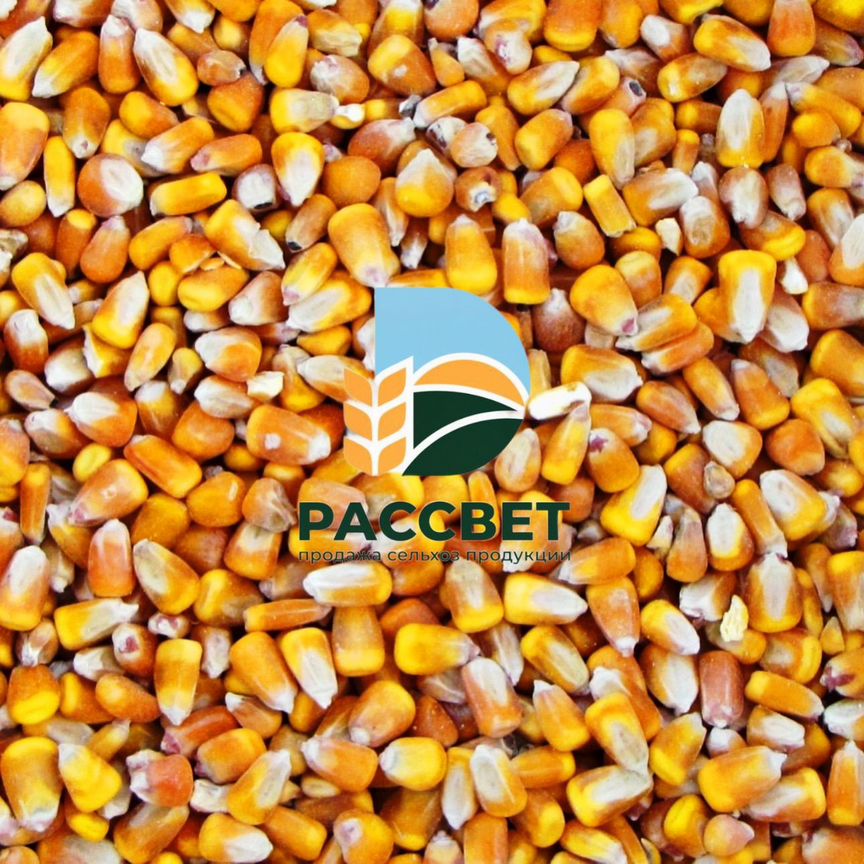 Кукуруза