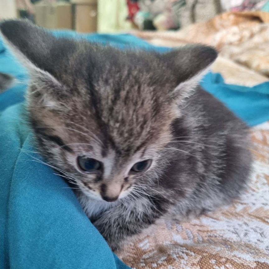 Курильский бобтейл короткошёрстный котёнок