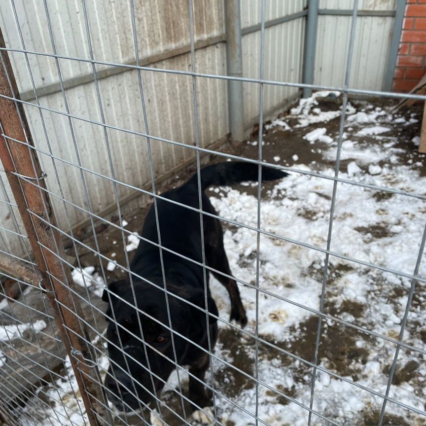 Собака в добрые руки отдам бесплатно