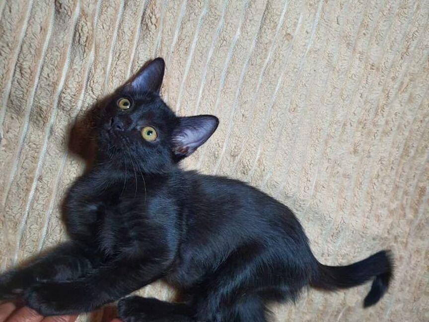 Котенок кошечка от сиамского кота