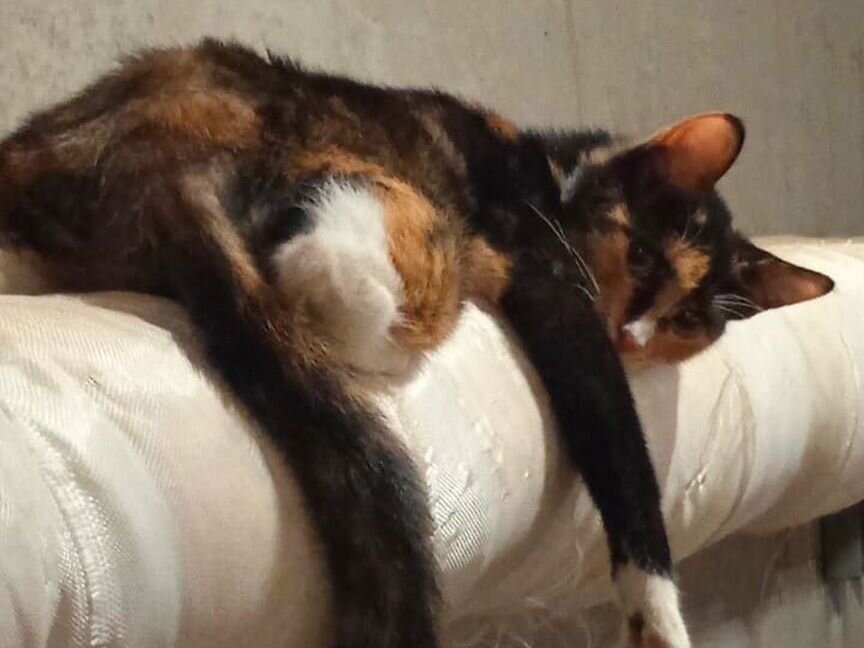 Трехцветная кошка котенок в добрые руки бесплатно