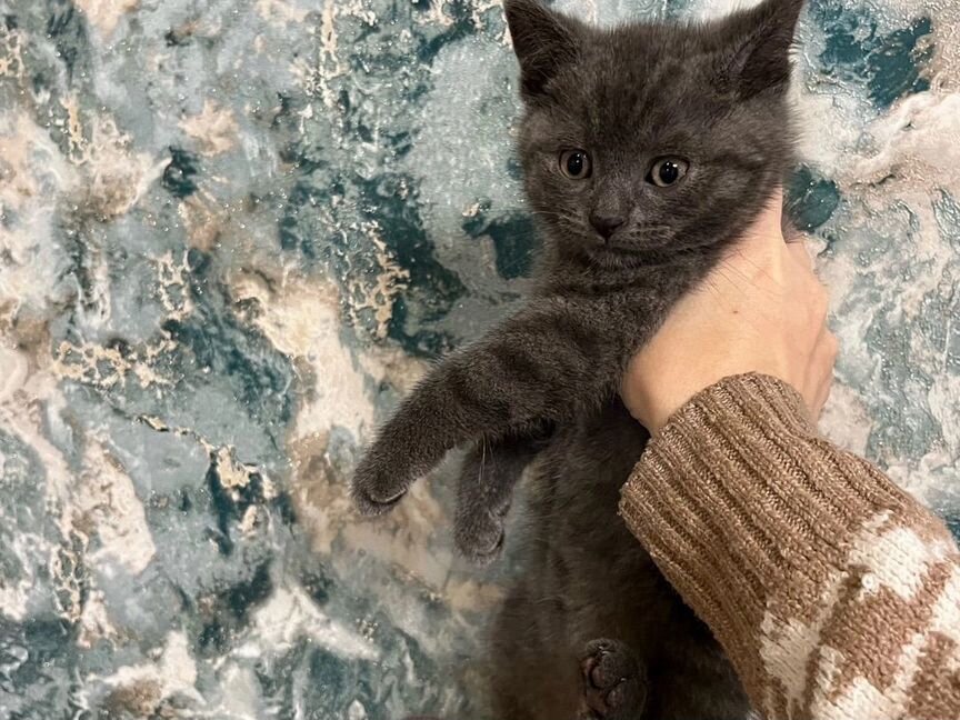 Шотландский котенок