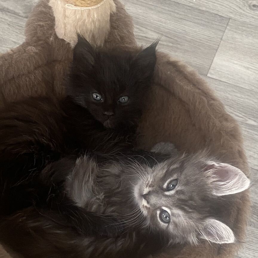 Котята мэйн кун