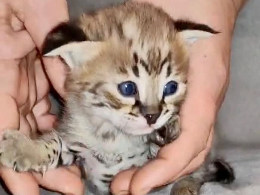 Саванна кошка