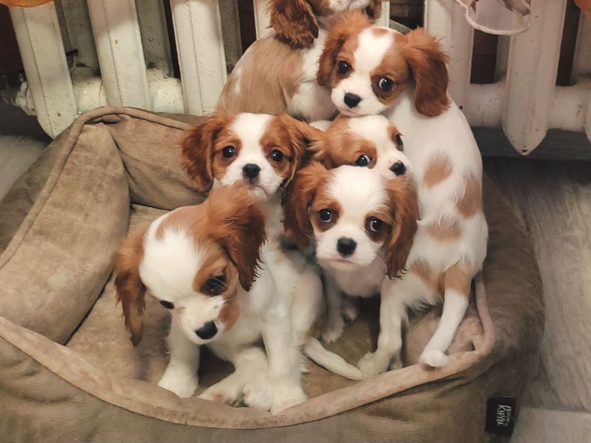 Кинг чарльз спаниель