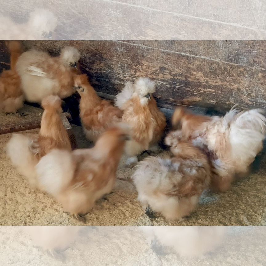 Китайские шелковые цыплята