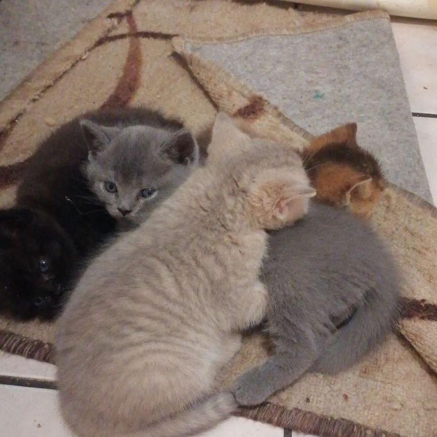 Шотландский прямоухий короткошёрстный котёнок