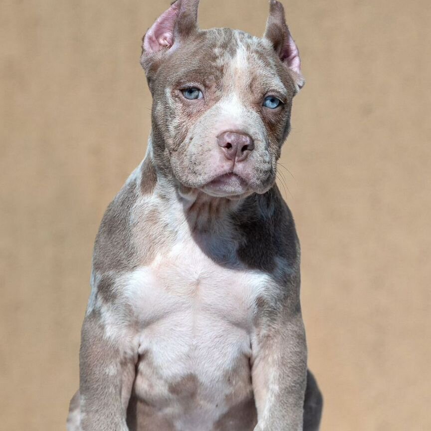 Американский булли 3 мес кобель