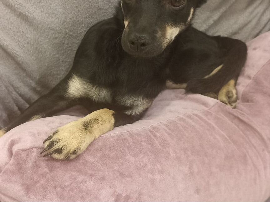 Метис цвергпинчера