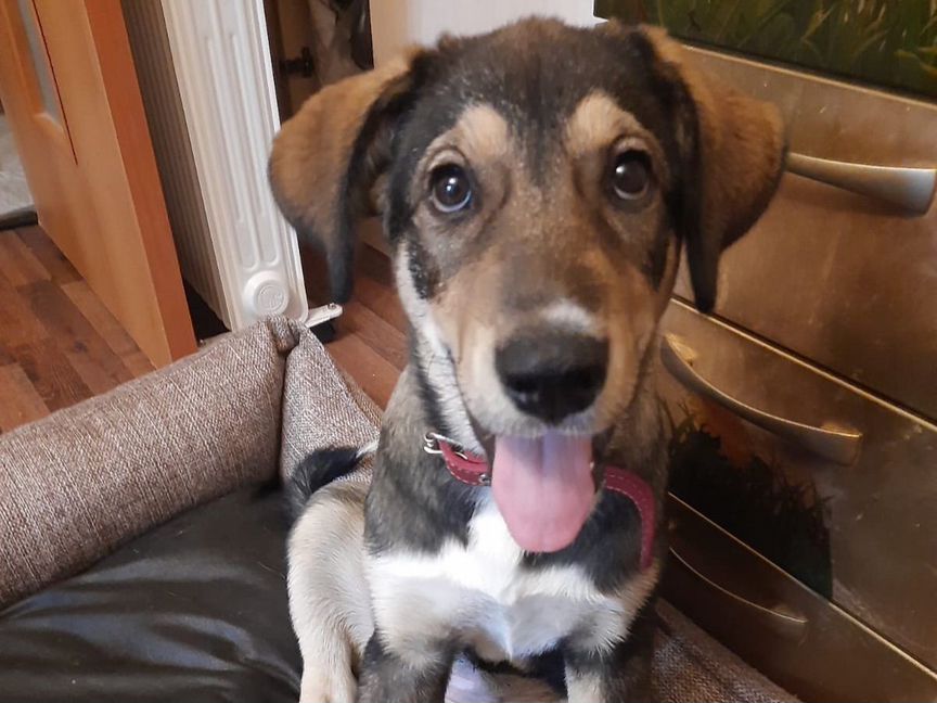 Щенок Кроша в добрые руки