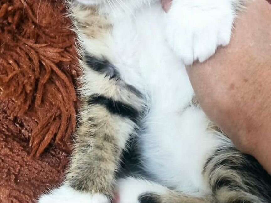 Котенок сирота