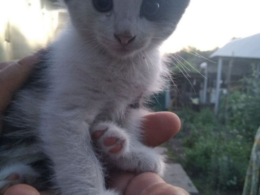 Шустрый котенок