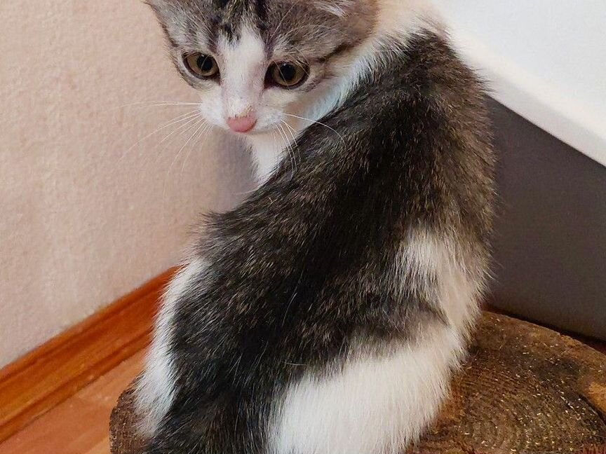 Котёнок девочка милая ручная добрая веселая