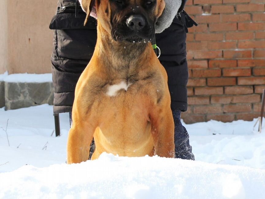 Южноафриканский бурбуль