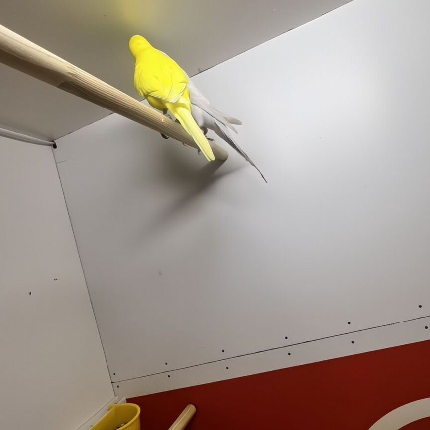 Волнистый попугай ручной спб