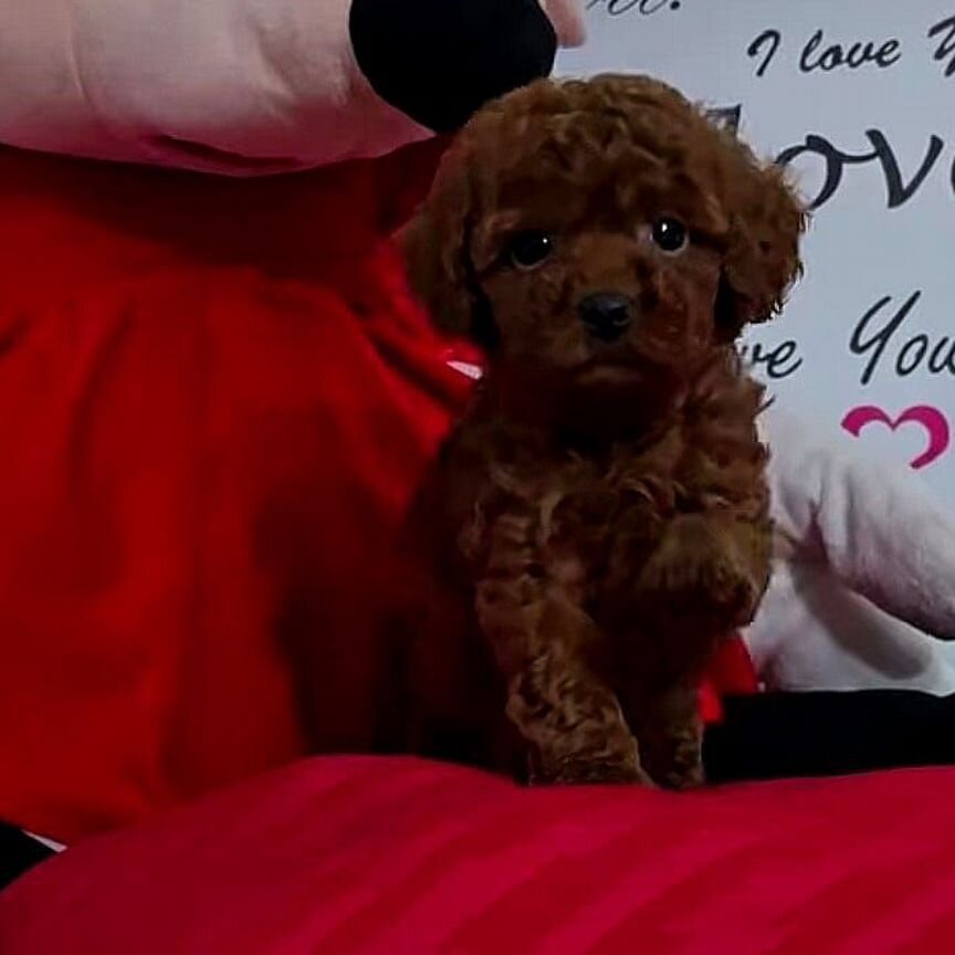 Мальтипу, щенок