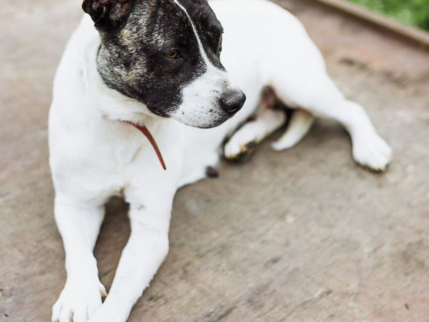 Манго мелкаш