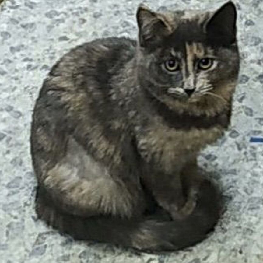 Кошечка ищет дом