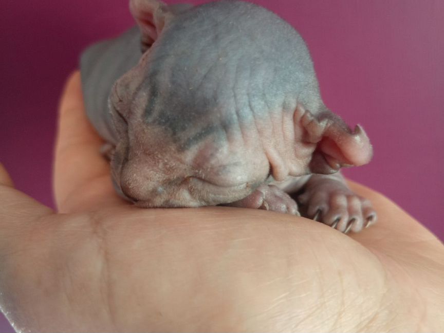 Канадский сфинкс эльф