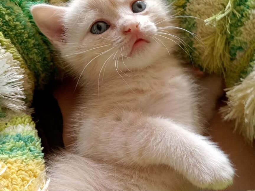 Котёнок-теплыш