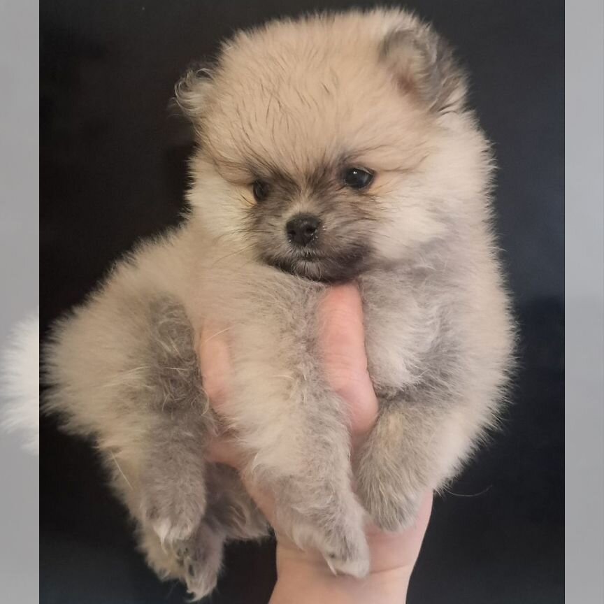 Мини помераночка