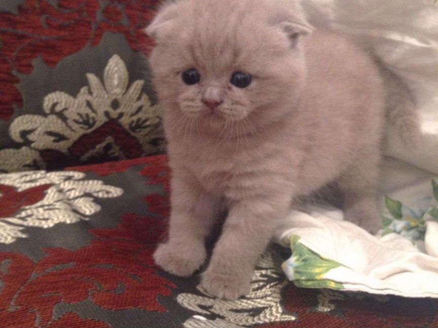Шотландские вислоухие котята