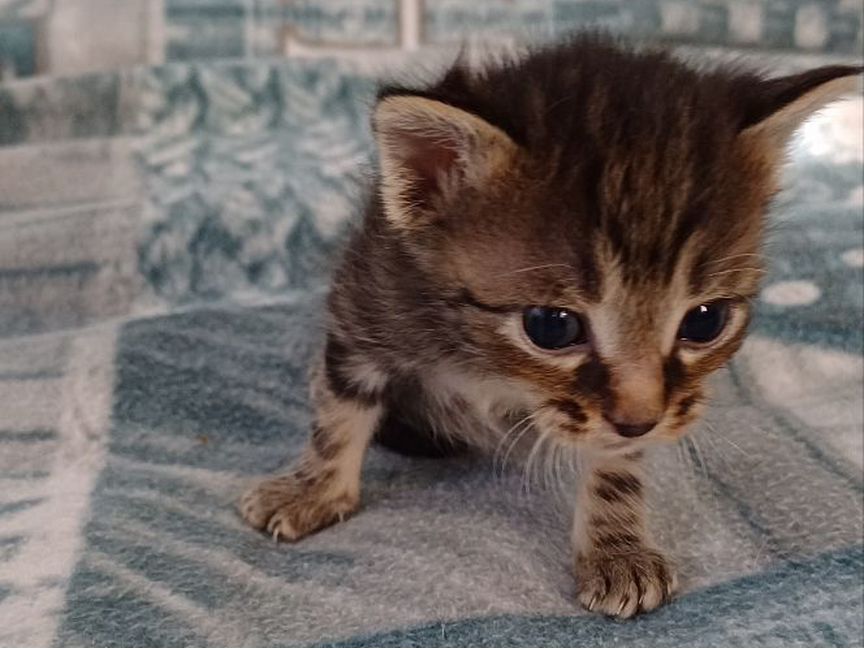 Котята невдуплята - ласковые мурчалки