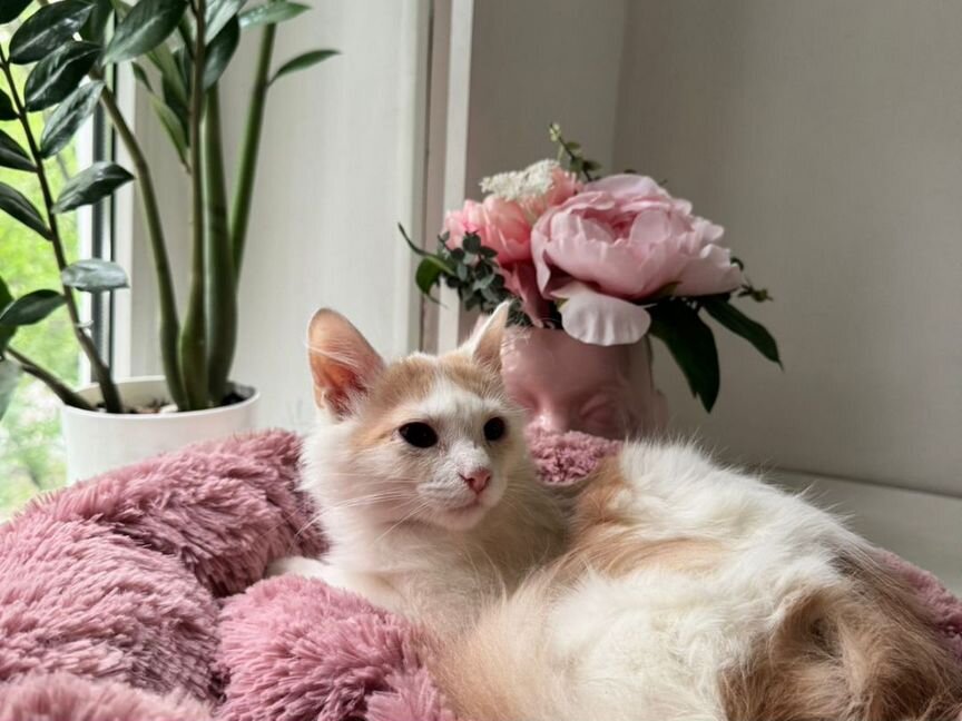 Пушистый котёнок 4 мес