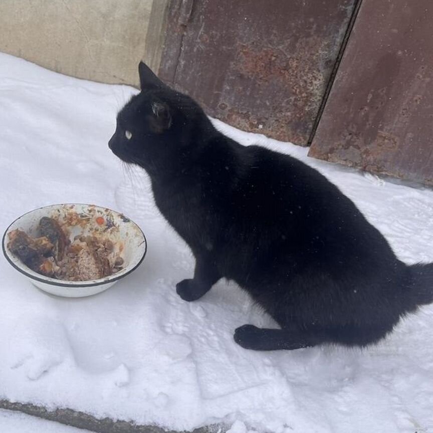 Кошки в добрые руки бесплатно